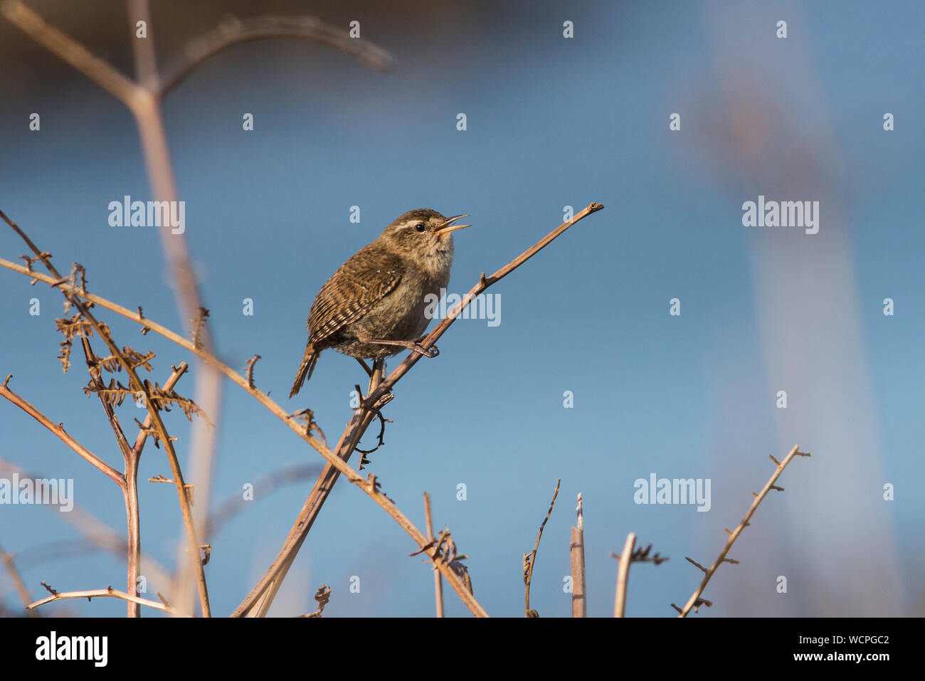 Wren singing in bracken with blue sky background Stock Photo - Alamy