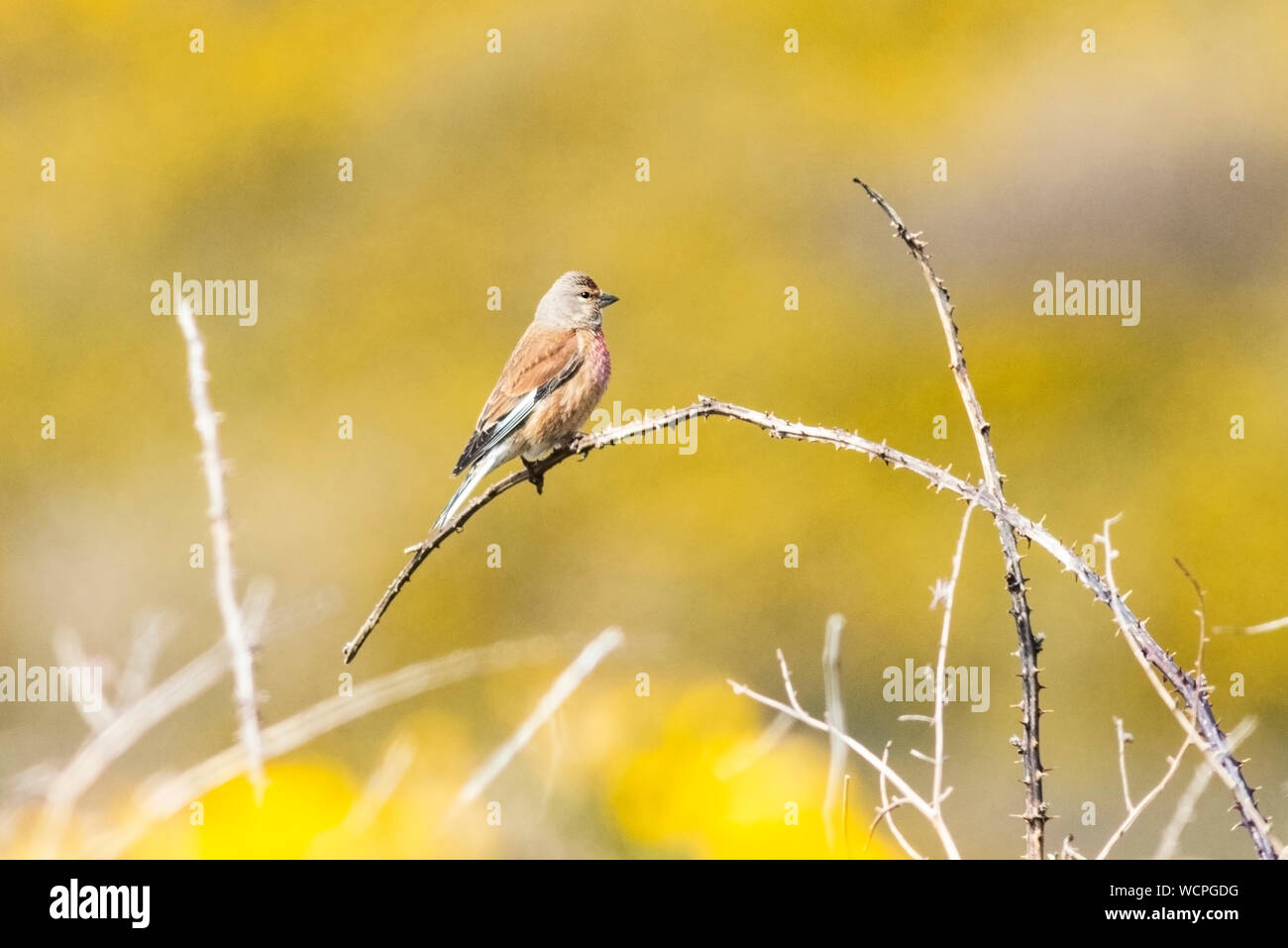 Linnet bird hi-res stock photography and images - Alamy