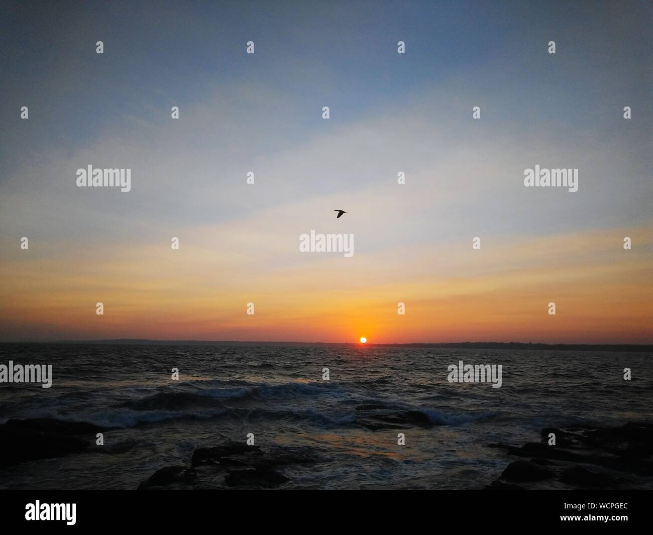 Beavertail hi-res stock photography and images - Alamy