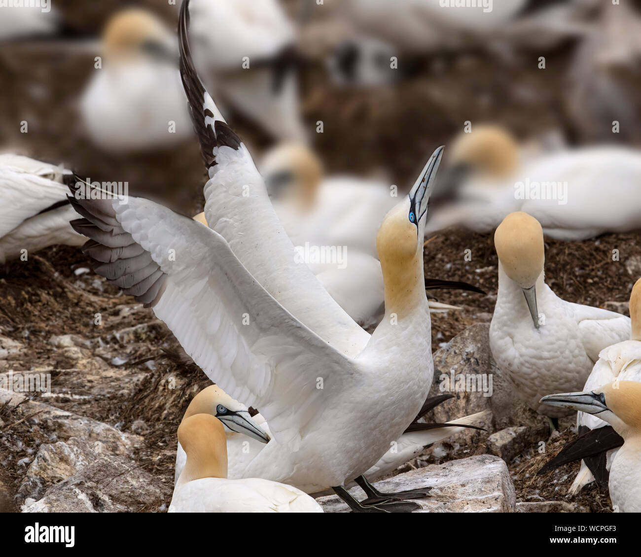 Rapid eyes hi-res stock photography and images - Alamy