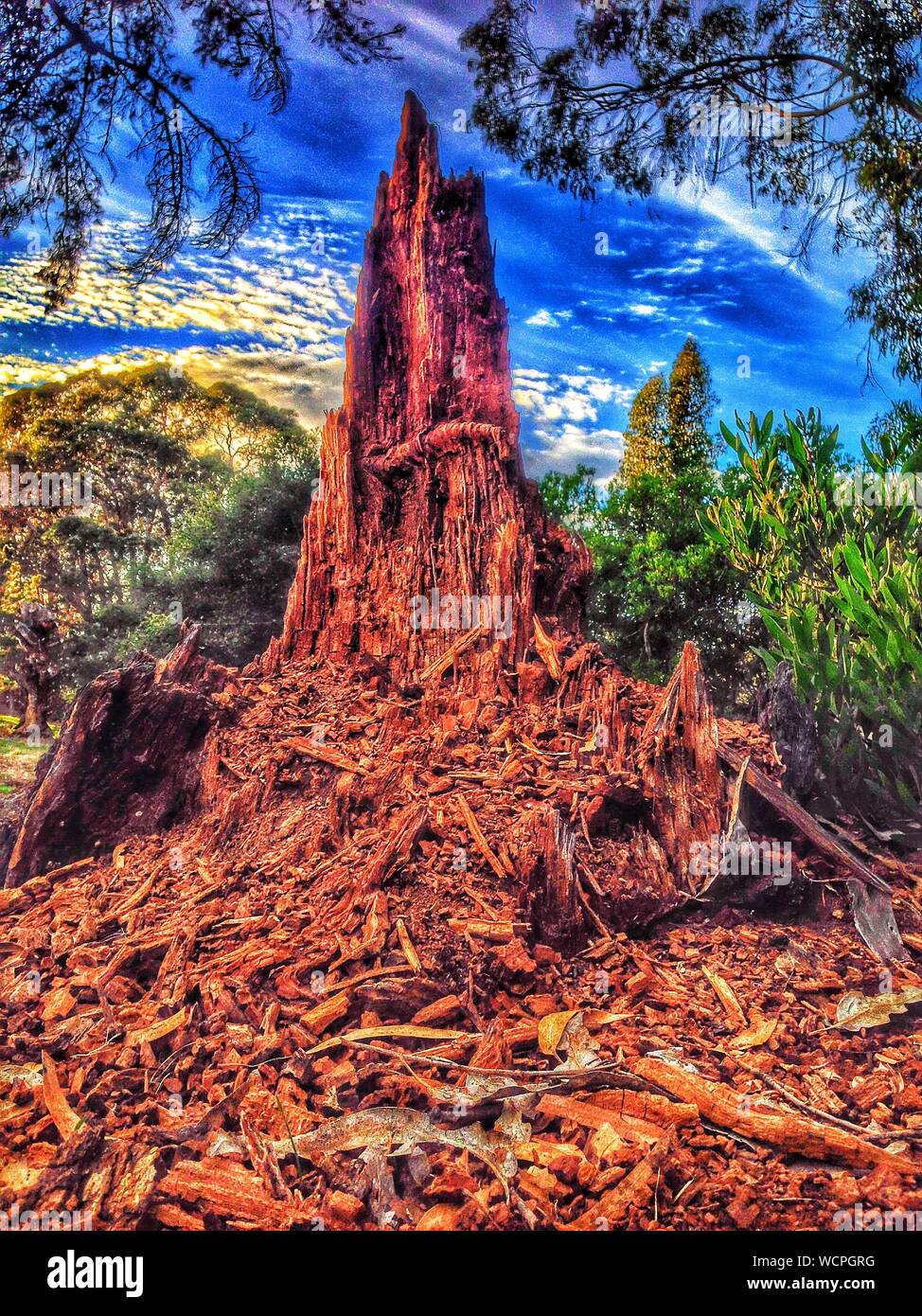 Termites tree hi-res stock photography and images - Alamy
