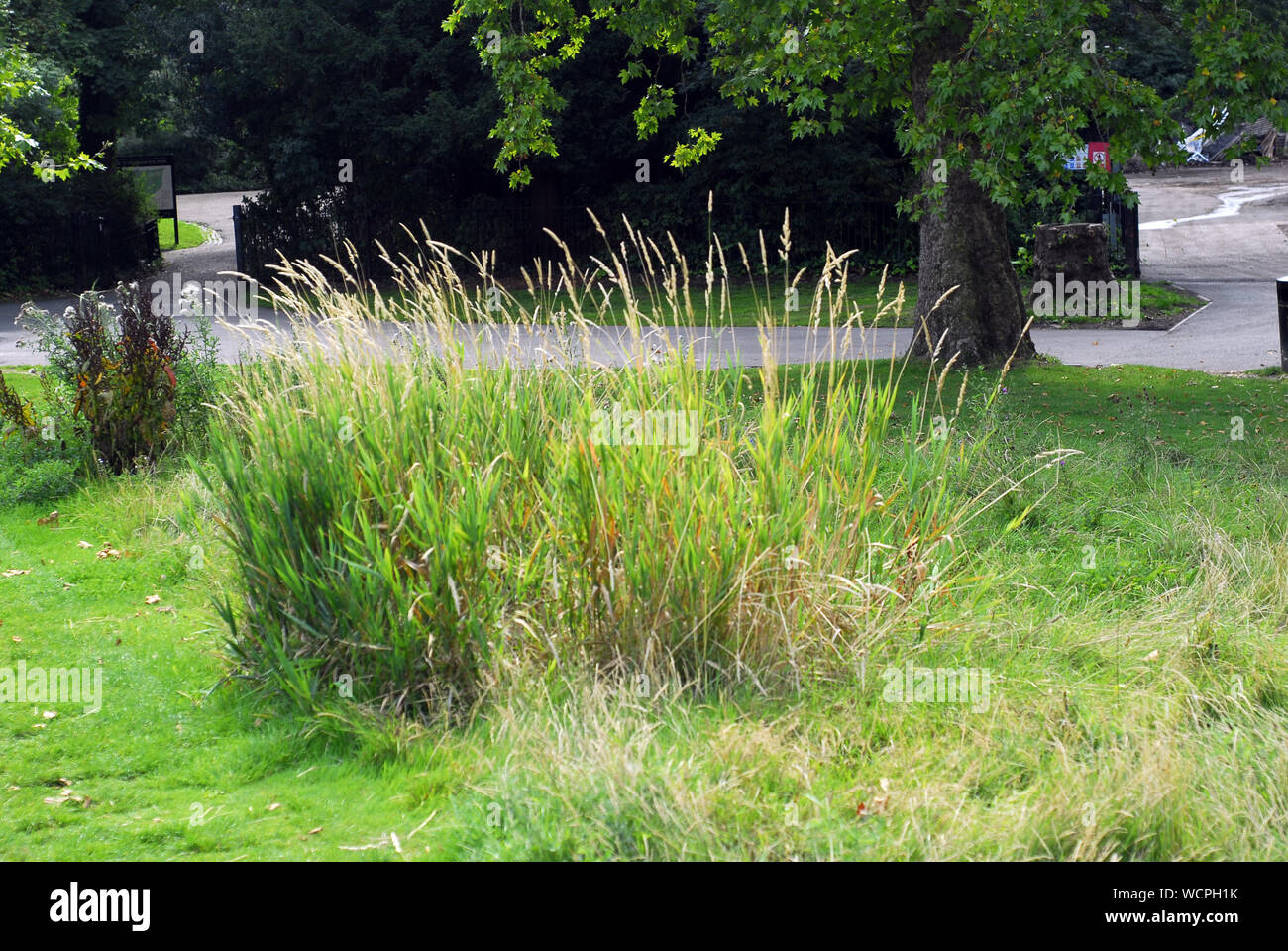 Patch of vegetation at Peckham Rye Park in Spring Time Stock Photo - Alamy