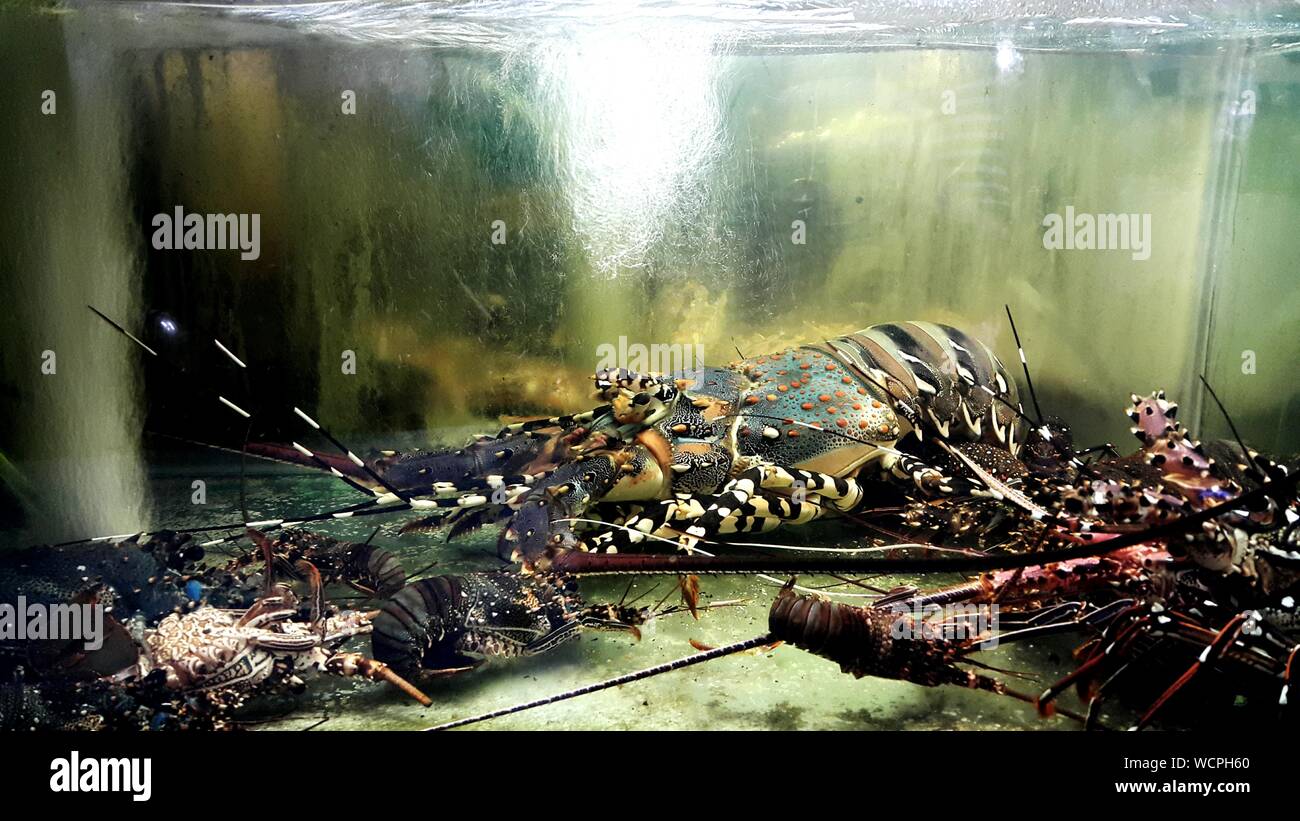 Lobster Fish Tank High Resolution Stock Photography and Images - Alamy