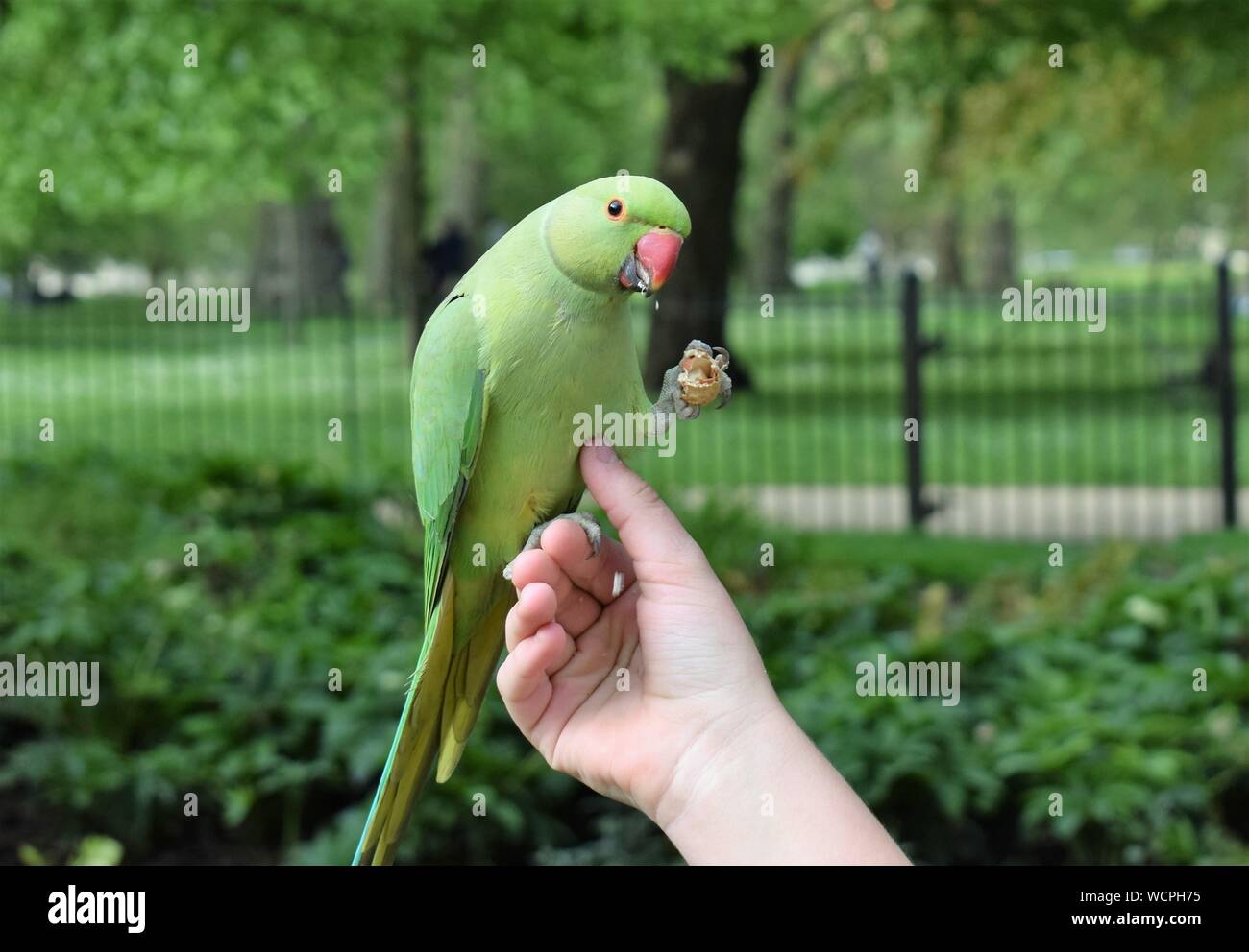 Parrot in wild on hand hi-res stock photography and images - Alamy
