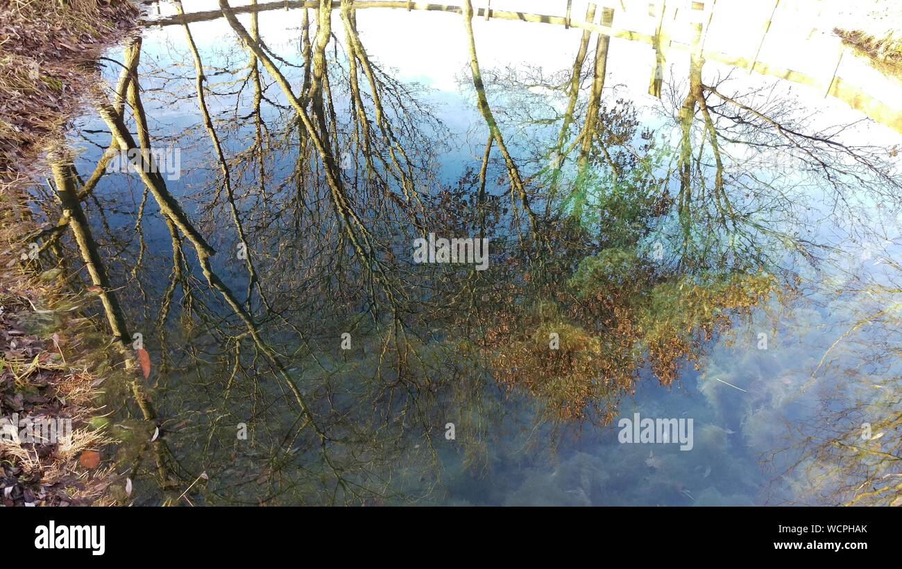 Reflection tree in puddle branch hi-res stock photography and images ...