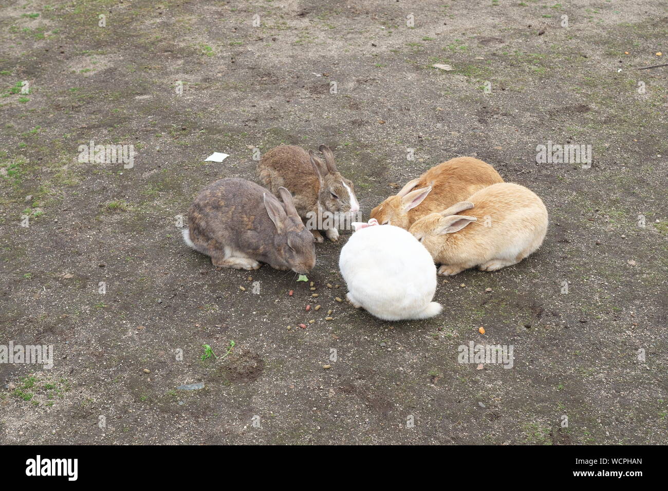 Group of rabbits hi-res stock photography and images - Alamy