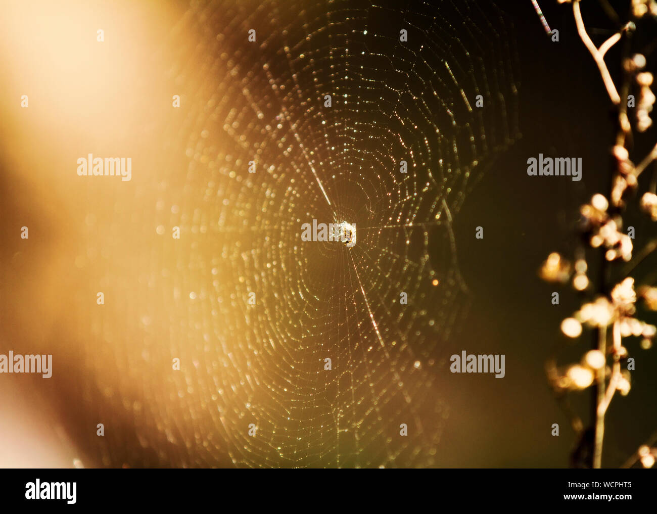 Sunlight on spider hi-res stock photography and images - Alamy