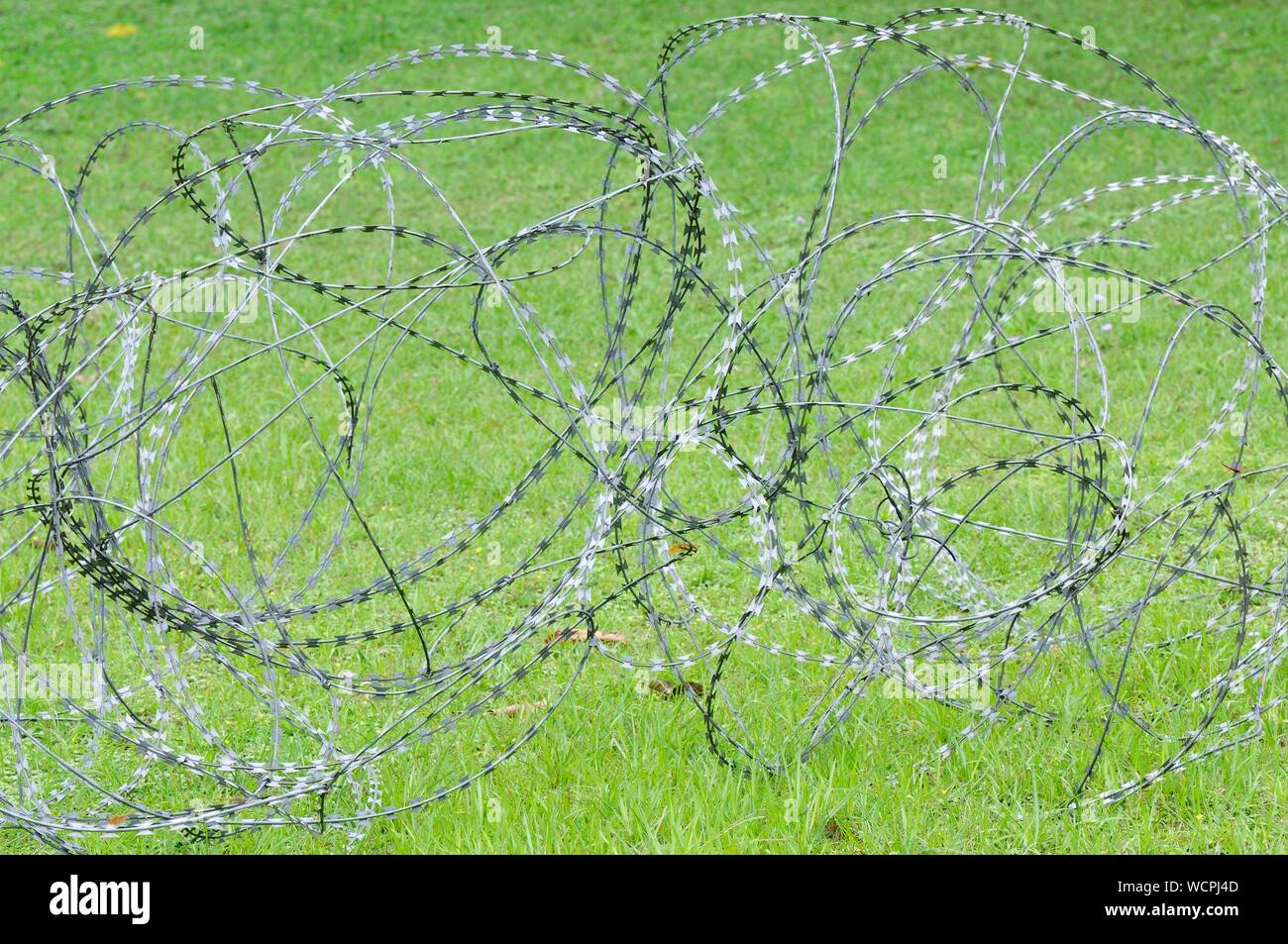 Razor Grass High Resolution Stock Photography and Images - Alamy