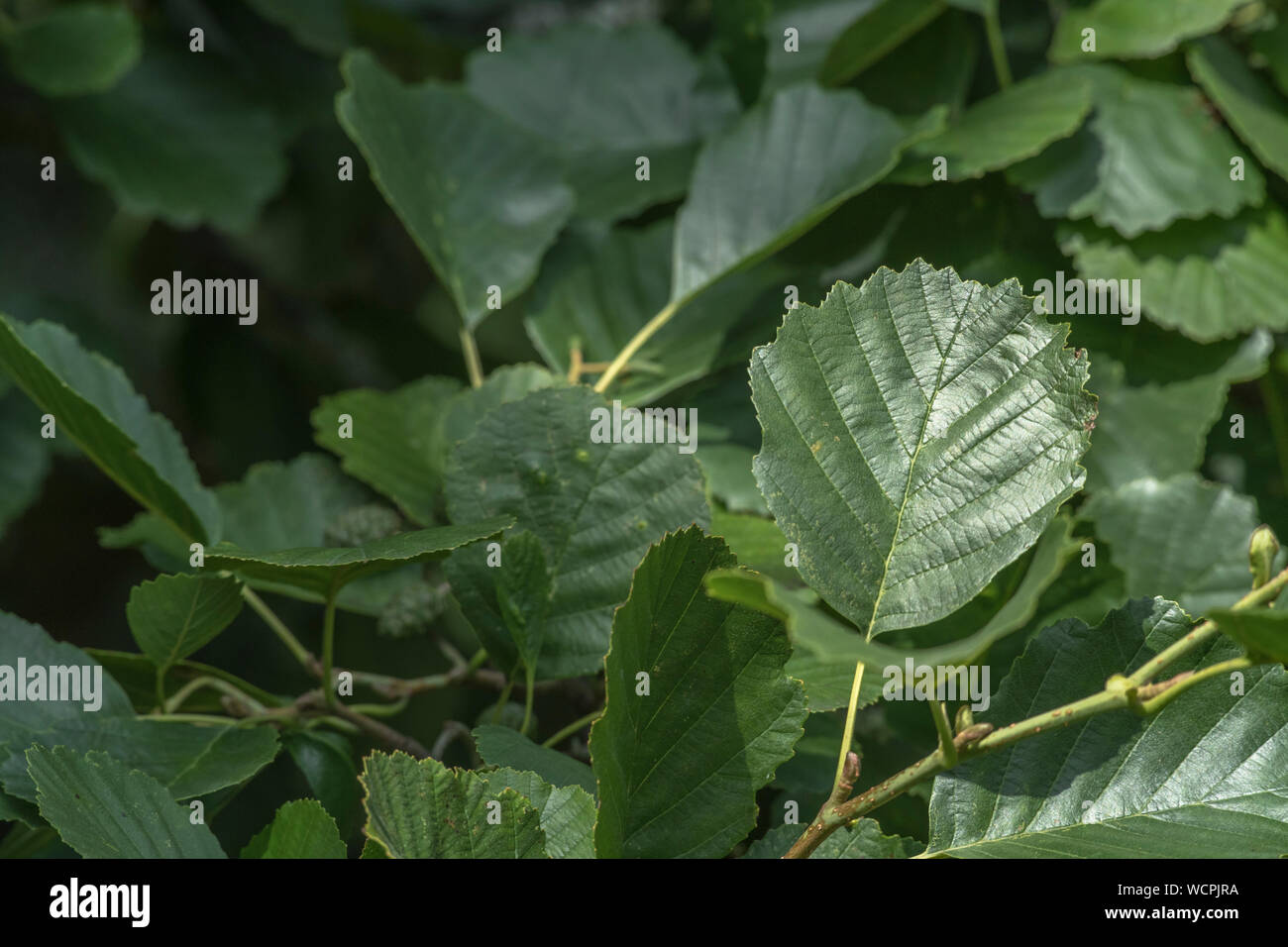 Leaves of alder tree hi-res stock photography and images - Alamy