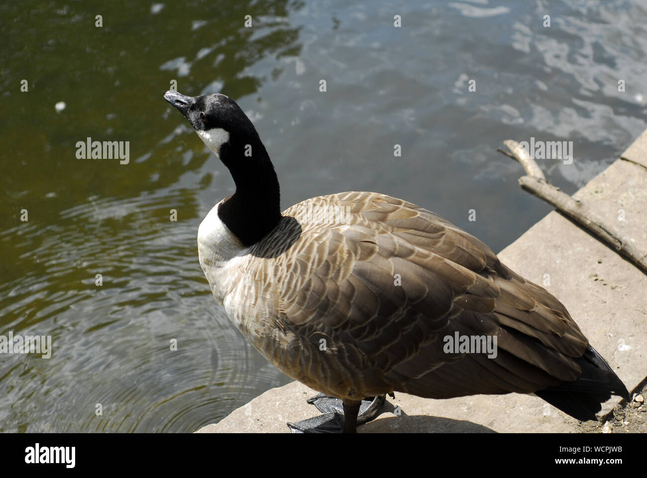 Gray goose with stick hi-res stock photography and images - Alamy
