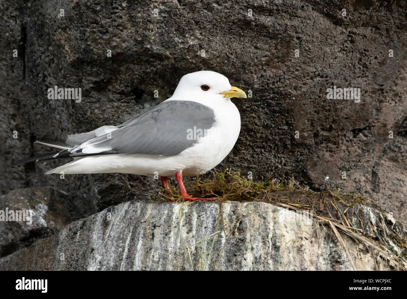 North America; United States; Alaska; Pribilof Islands; Wildlife; Birds ...