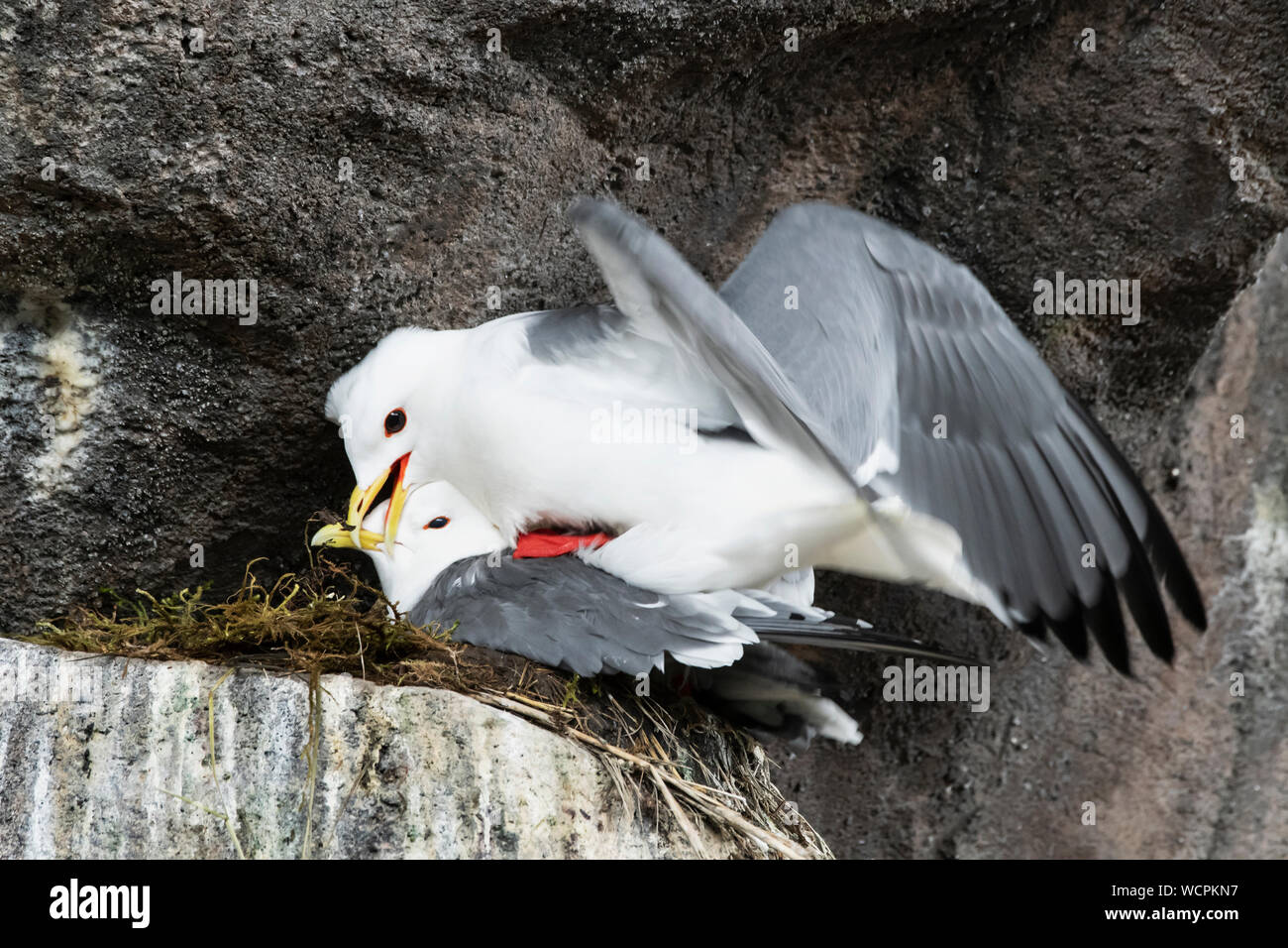 North America; United States; Alaska; Pribilof Islands; Wildlife; Birds ...