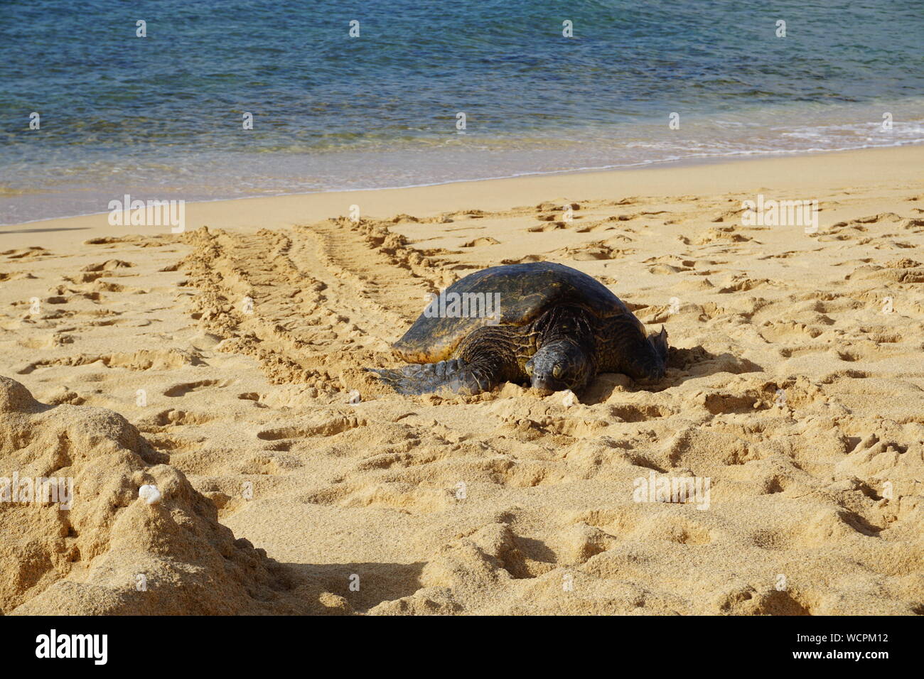 Hawaiian Green Sea Turtle (Honu) leaves distinctive tracks in the sand ...