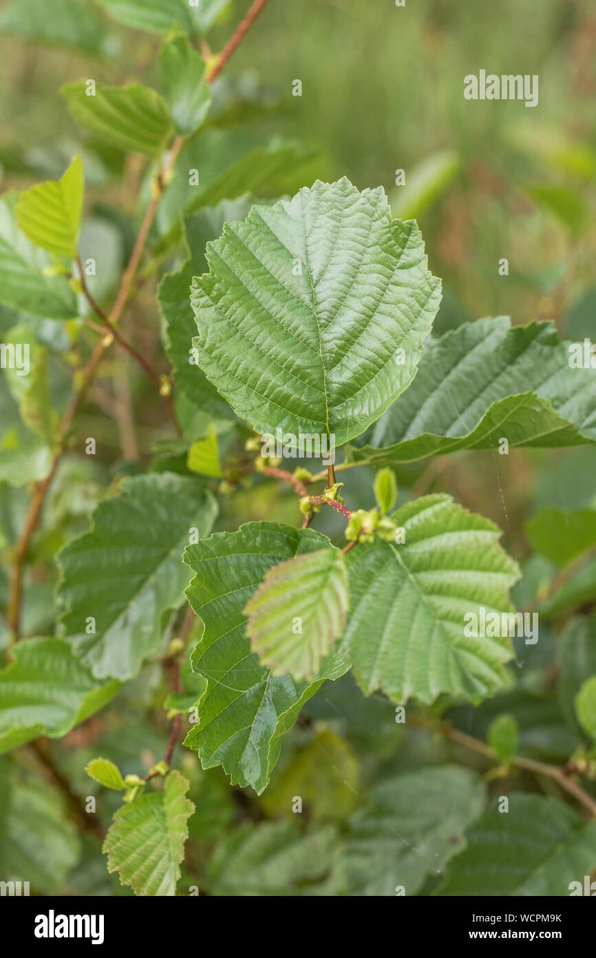 Alnus glutinosa sapling hi-res stock photography and images - Alamy