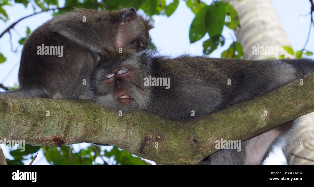 Two monkeys sleeping High Resolution Stock Photography and Images - Alamy