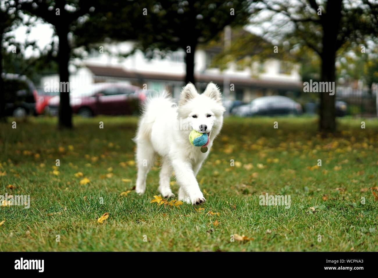 Samoyed Dog High Resolution Stock Photography and Images - Alamy