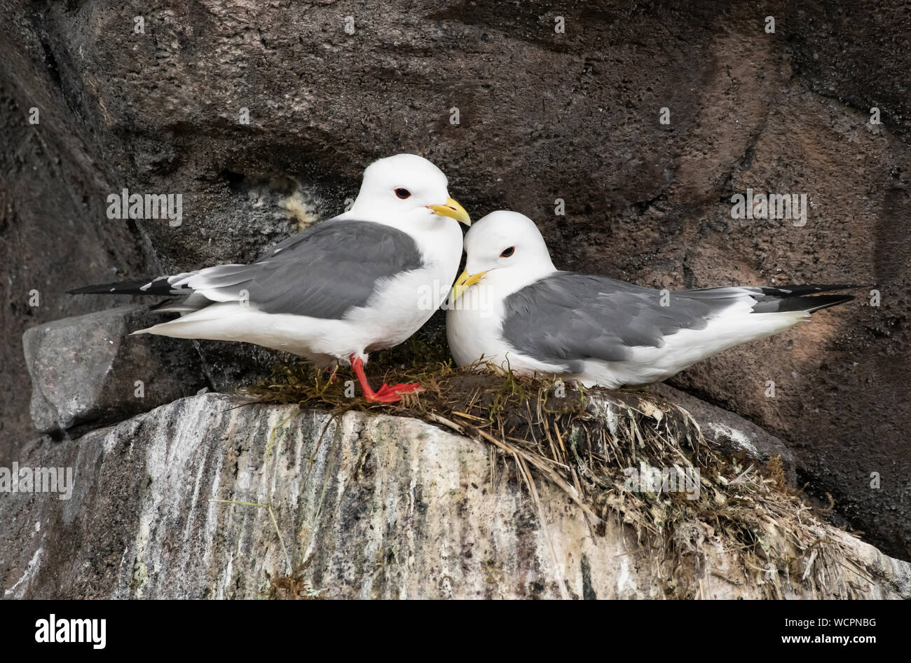 North America; United States; Alaska; Pribilof Islands; Wildlife; Birds ...