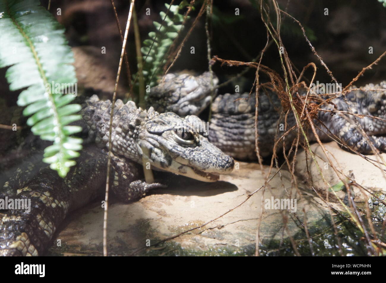 Three Crocodiles High Resolution Stock Photography and Images - Alamy
