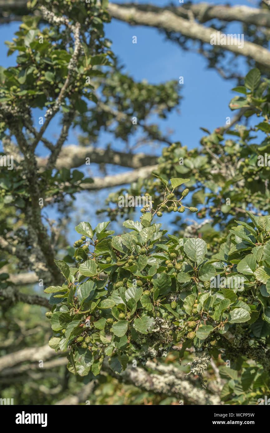 Aliso comun hi-res stock photography and images - Alamy