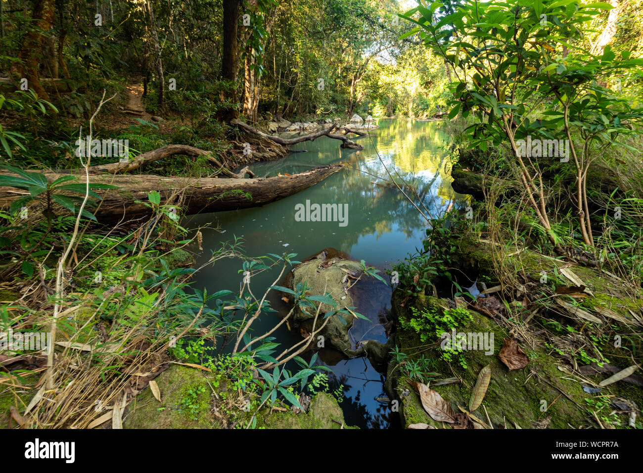 Tropical swamp hi-res stock photography and images - Alamy
