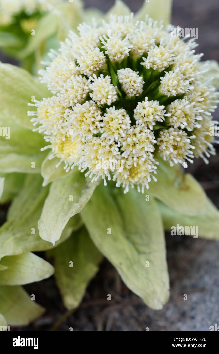 Butterbur leaf hi-res stock photography and images - Alamy