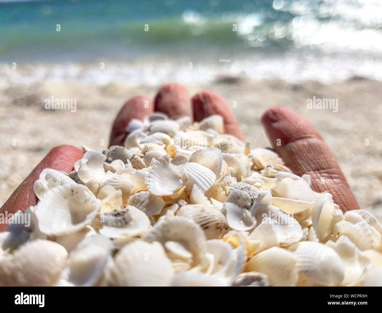 Seashell on beach australia hi-res stock photography and images - Alamy