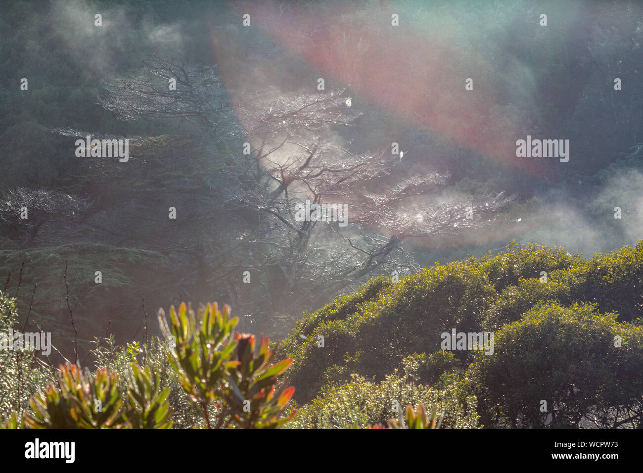 Light refraction in morning mist rising from bush Stock Photo - Alamy