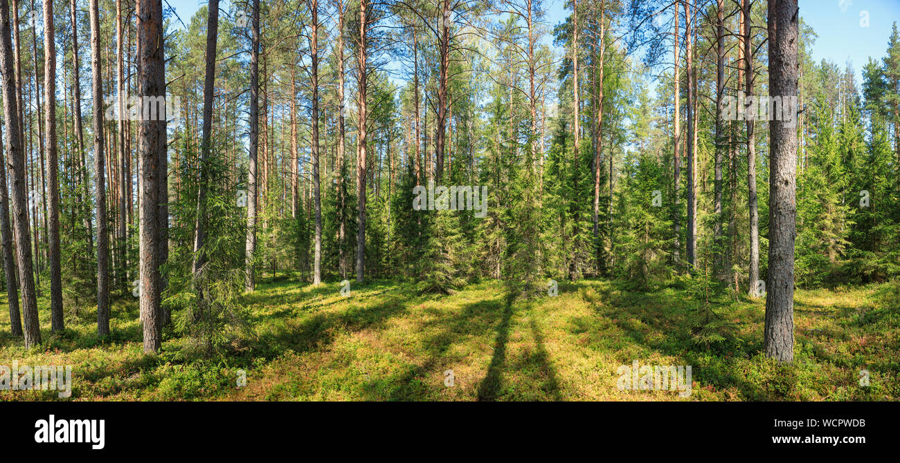 Panoramic forest backgrounds hi-res stock photography and images - Alamy