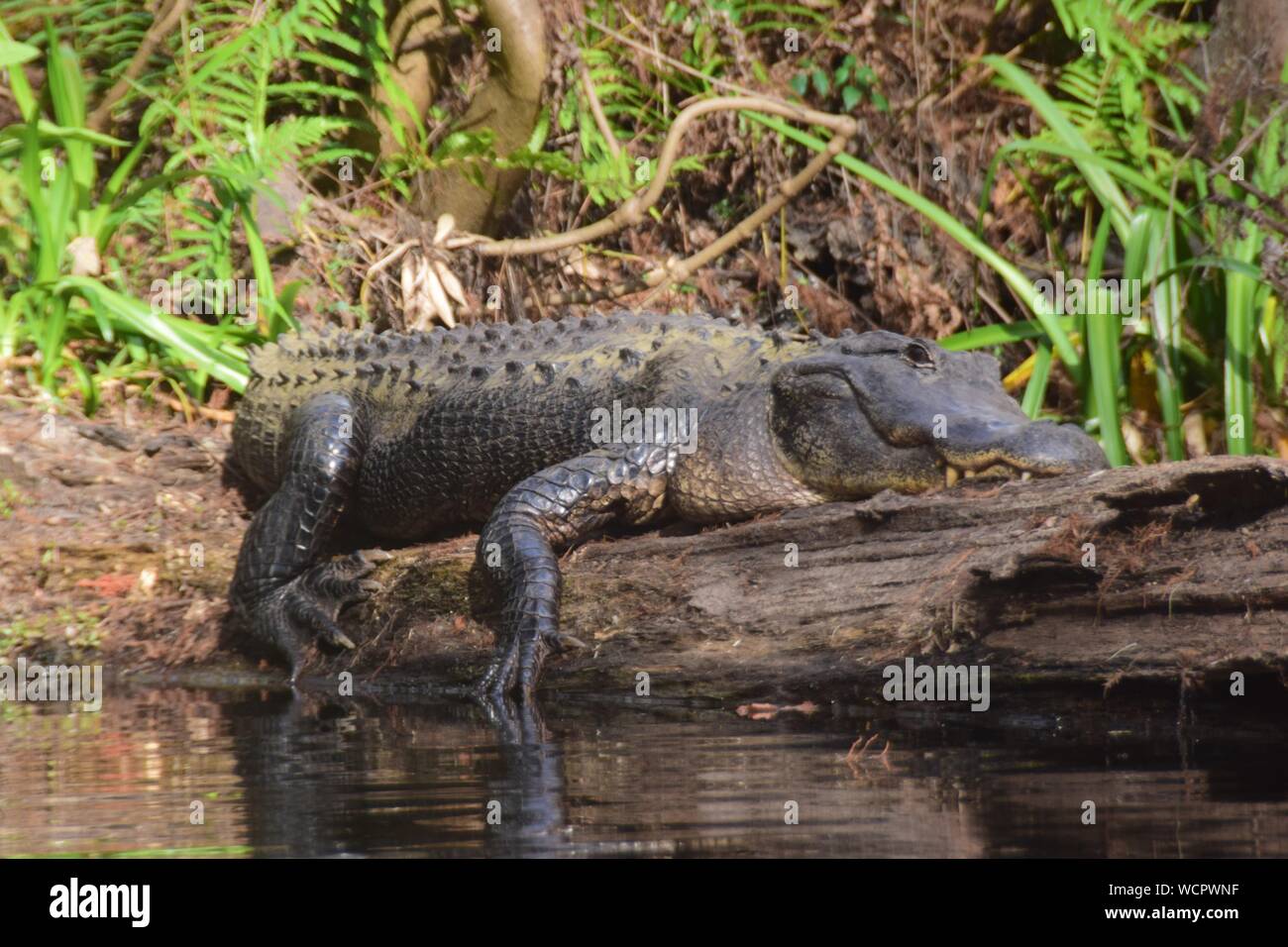 Tree Crocodile High Resolution Stock Photography and Images - Alamy