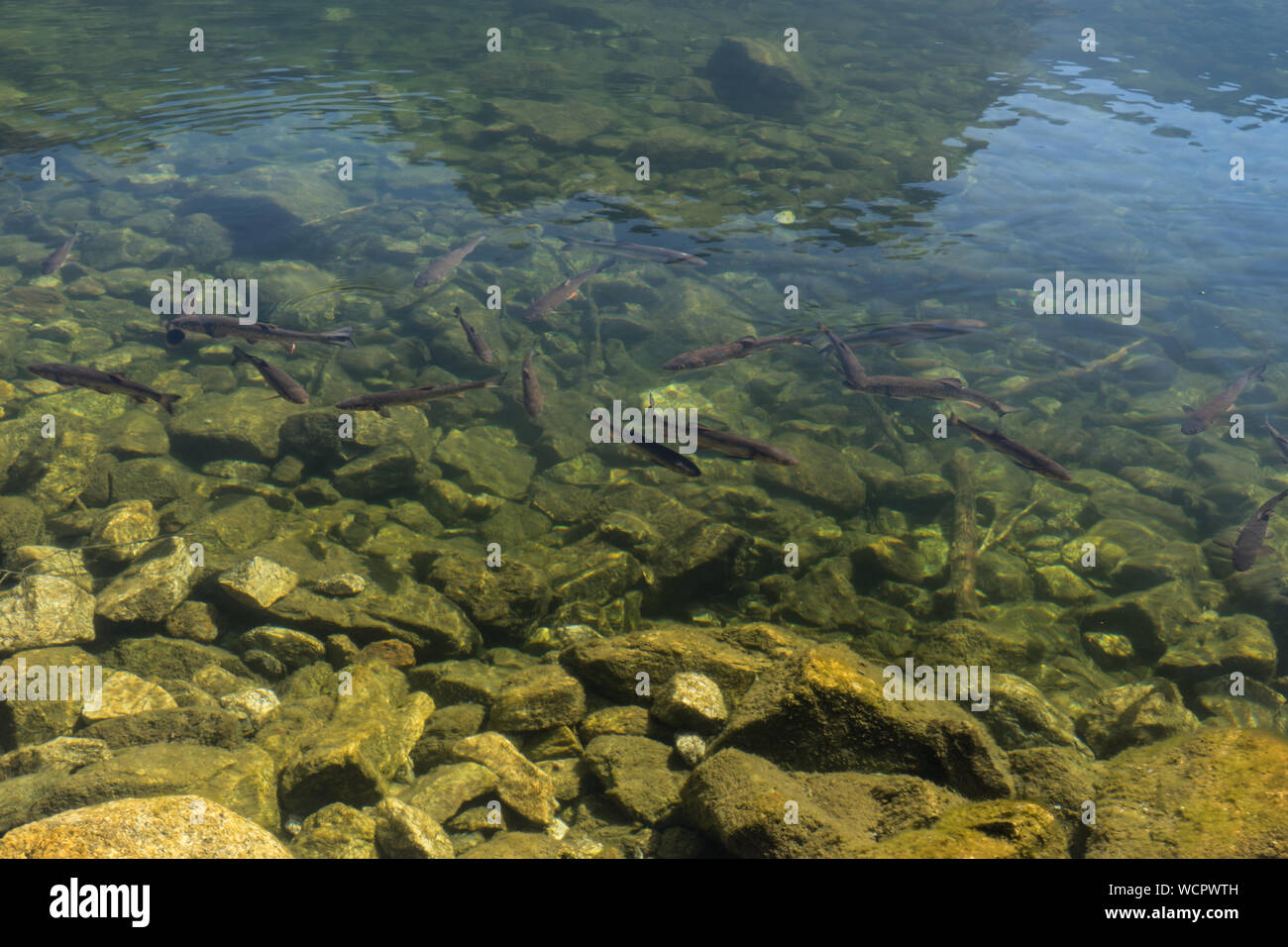 Fish are floating in the water Stock Photo - Alamy