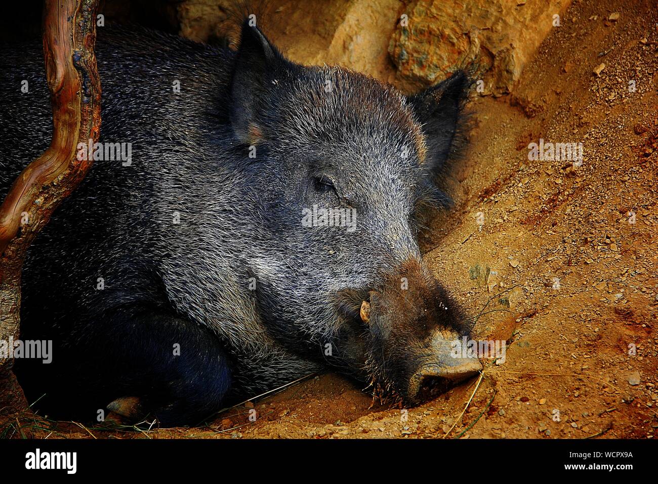Pig lying down hi-res stock photography and images - Alamy