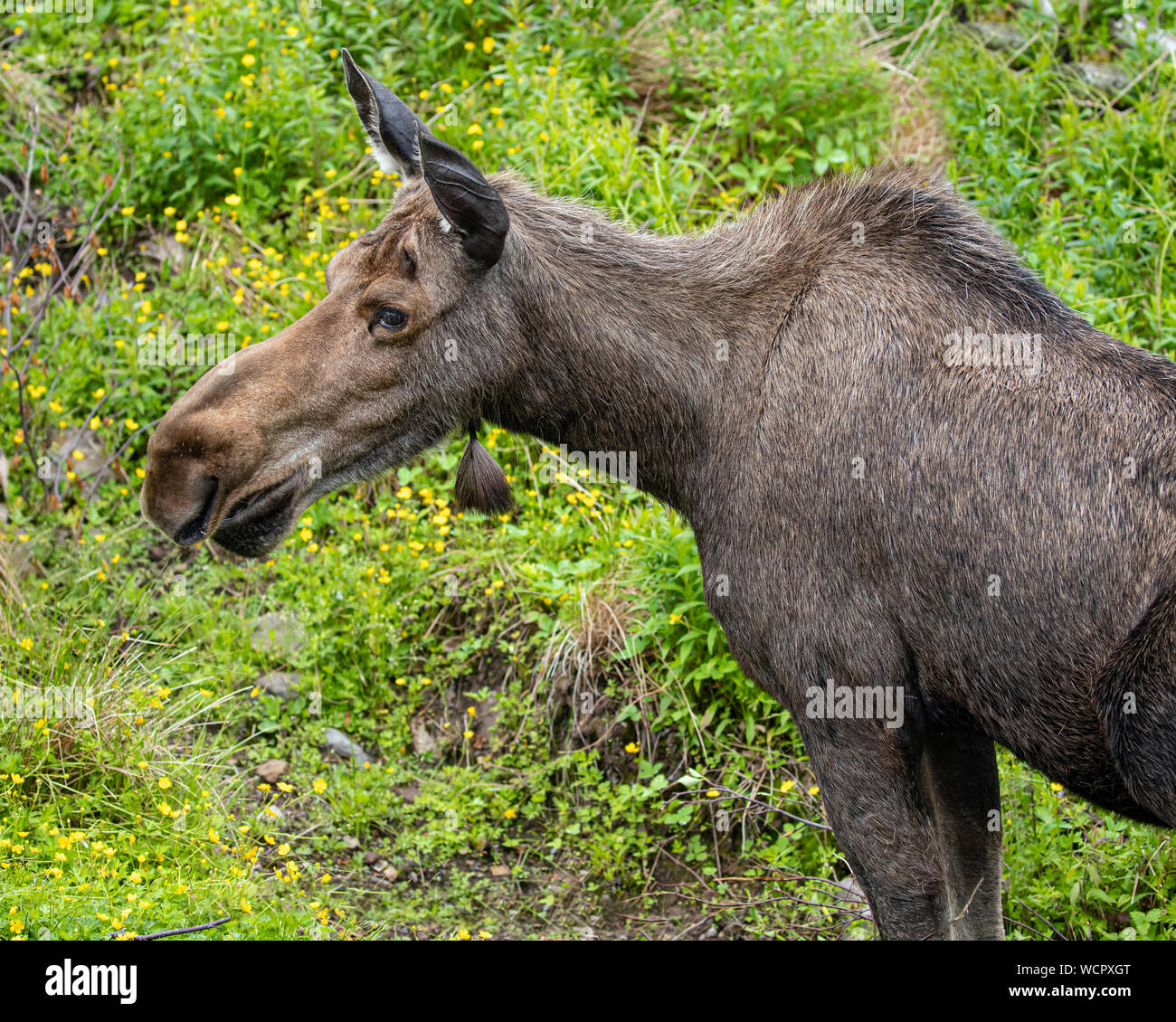 Moose with tongue out hi-res stock photography and images - Alamy