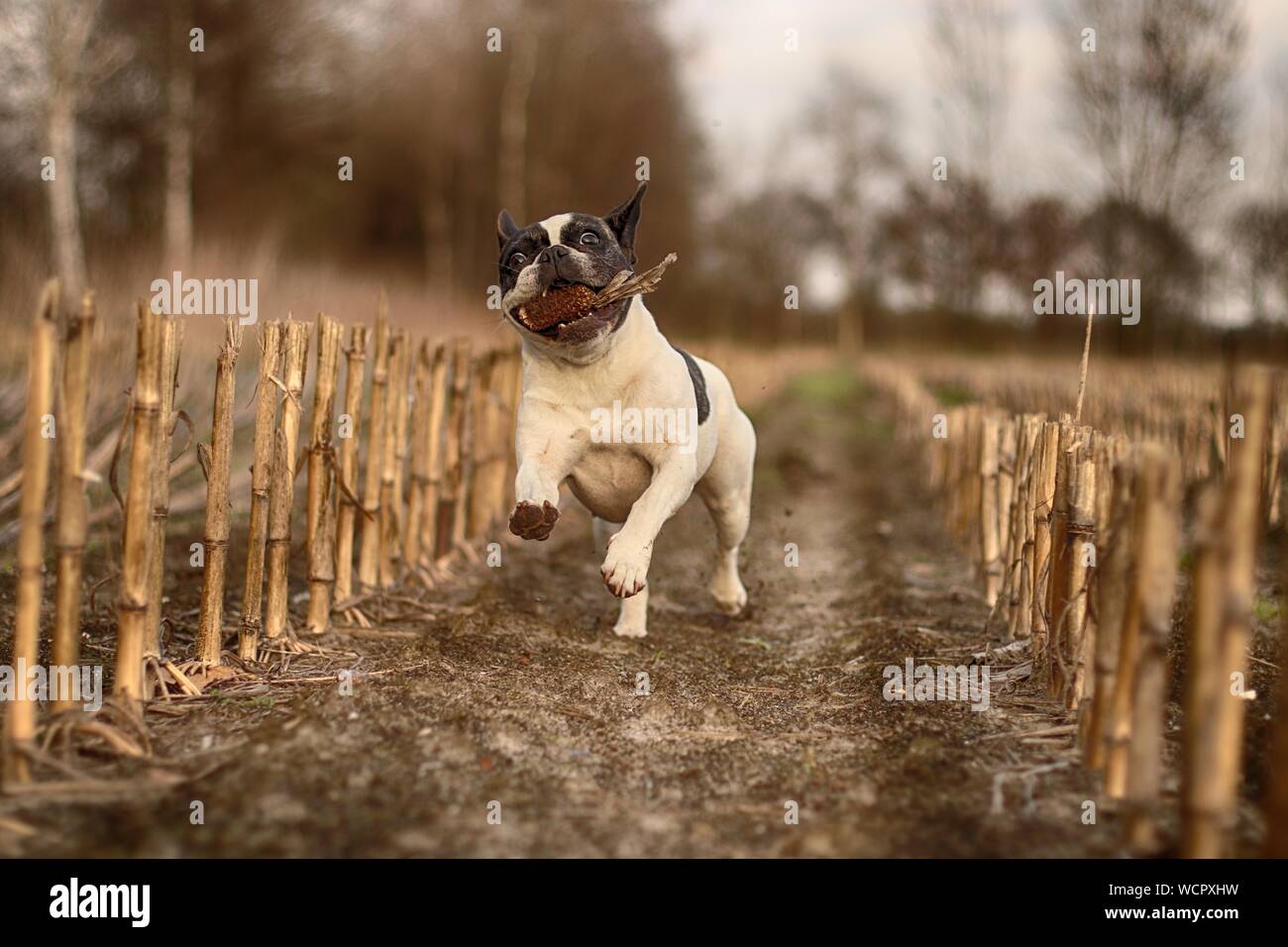 French Bulldog Running On Field Stock Photo - Alamy