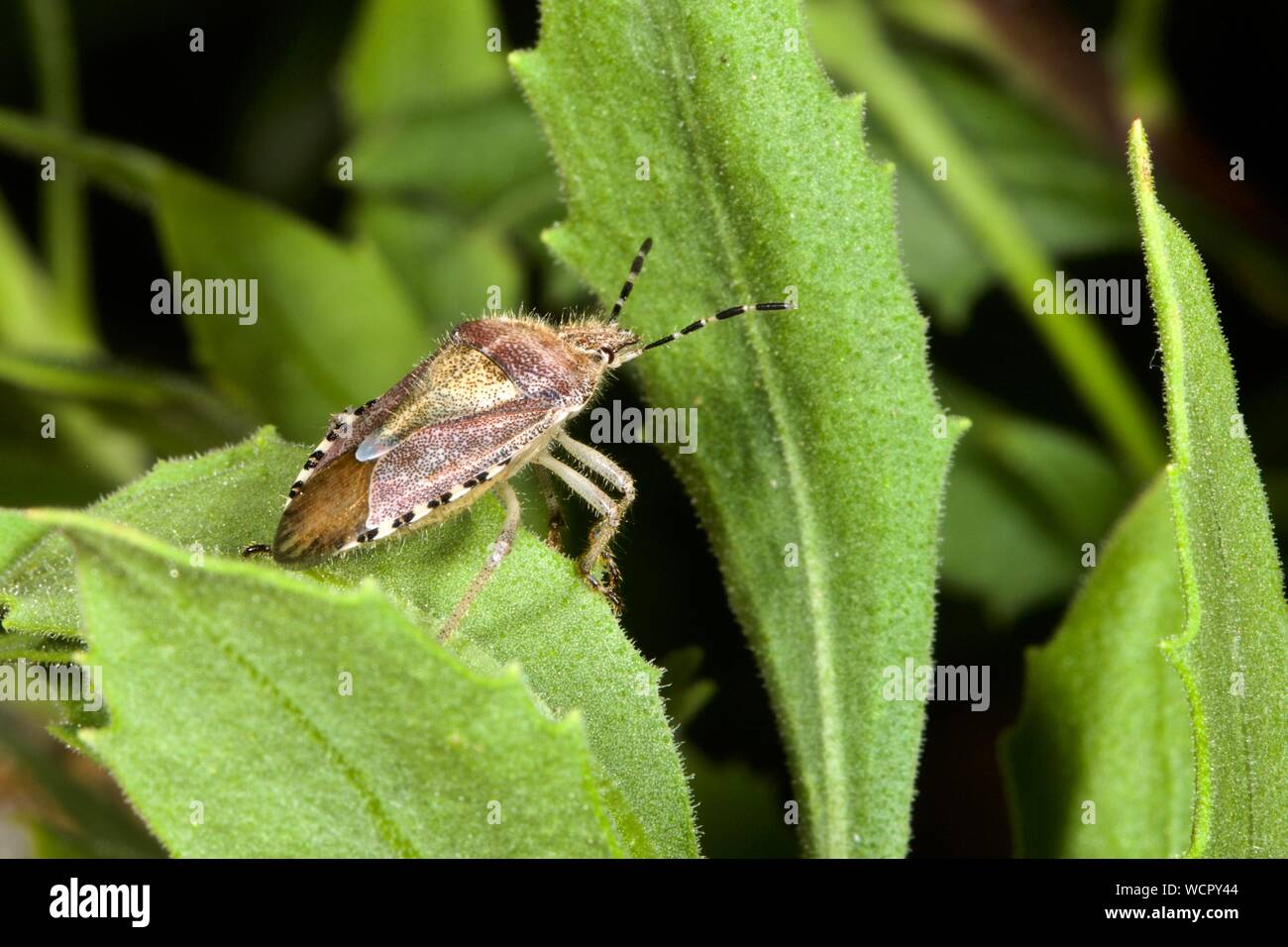brown marmorated stink bug (Halyomorpha halys Stock Photo - Alamy