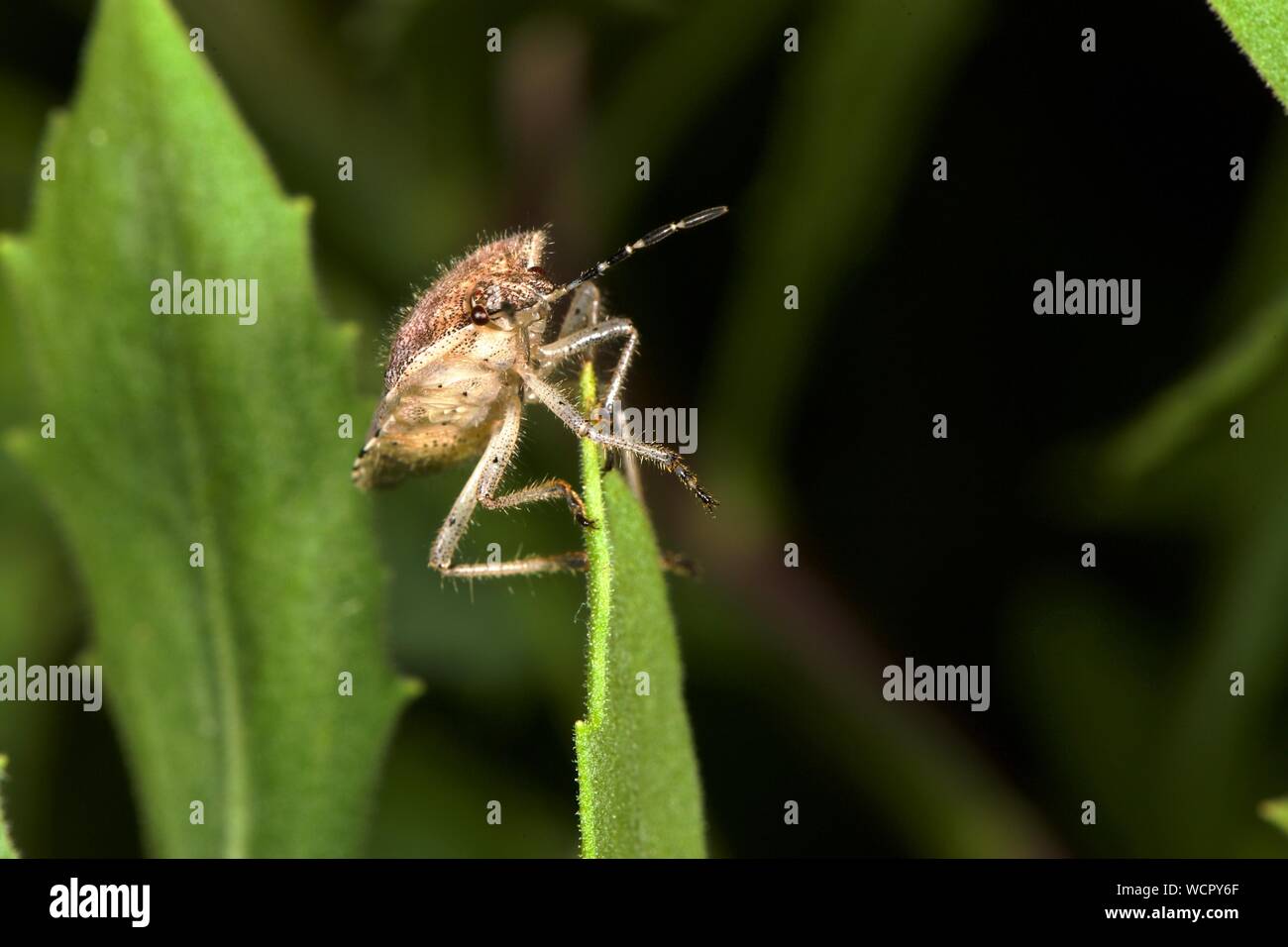 brown marmorated stink bug (Halyomorpha halys Stock Photo - Alamy
