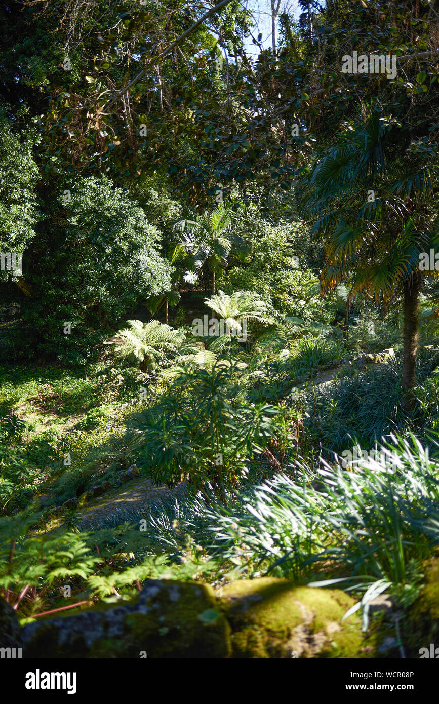 View of a wild jungle from upwards Stock Photo - Alamy