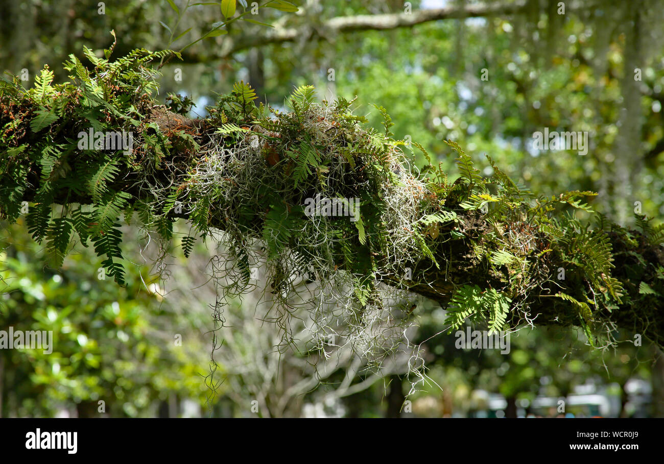Spanish moss and ferns on a live oak branch in a downtown park in ...