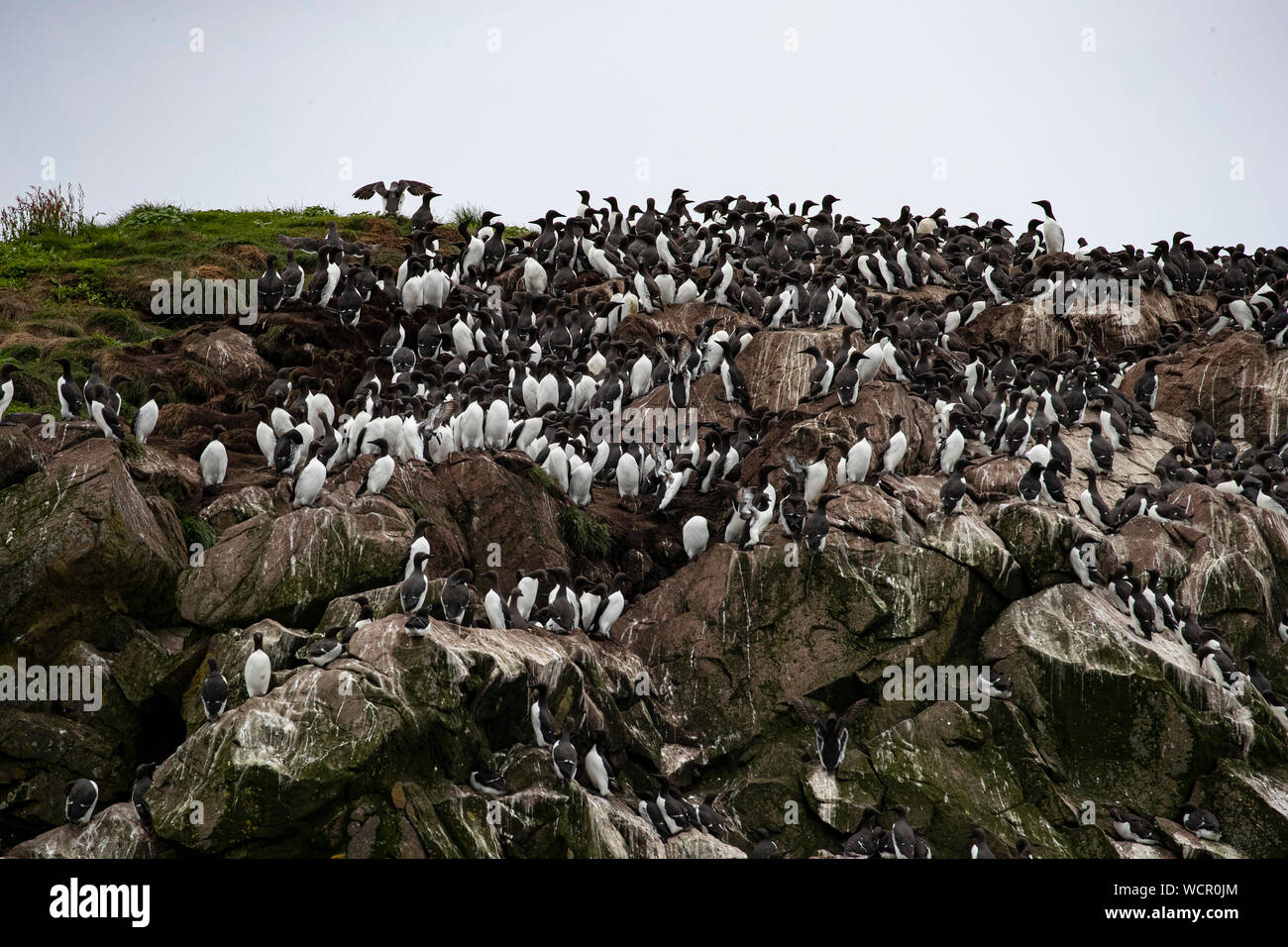 Common Murres nest on rocky cliff next to the bay in Newfoundland Stock ...