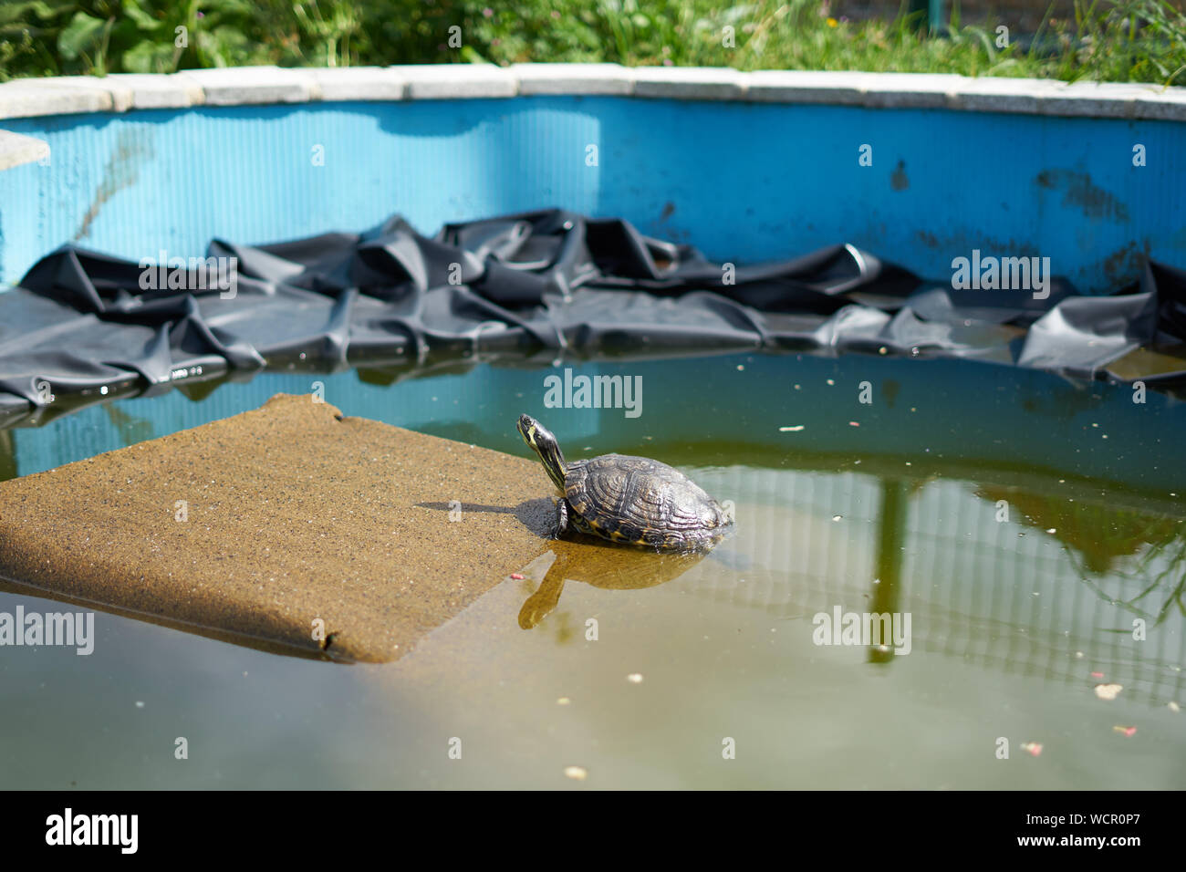 Domestic Turtle enjoying the sun on an artificial habitat Stock Photo ...