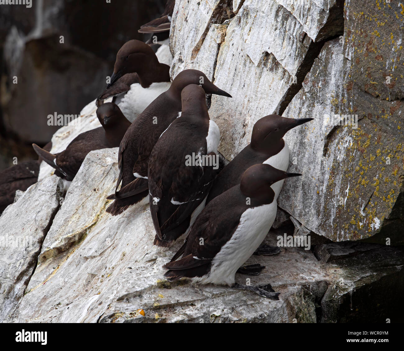 Messy Birds Nest High Resolution Stock Photography and Images - Alamy