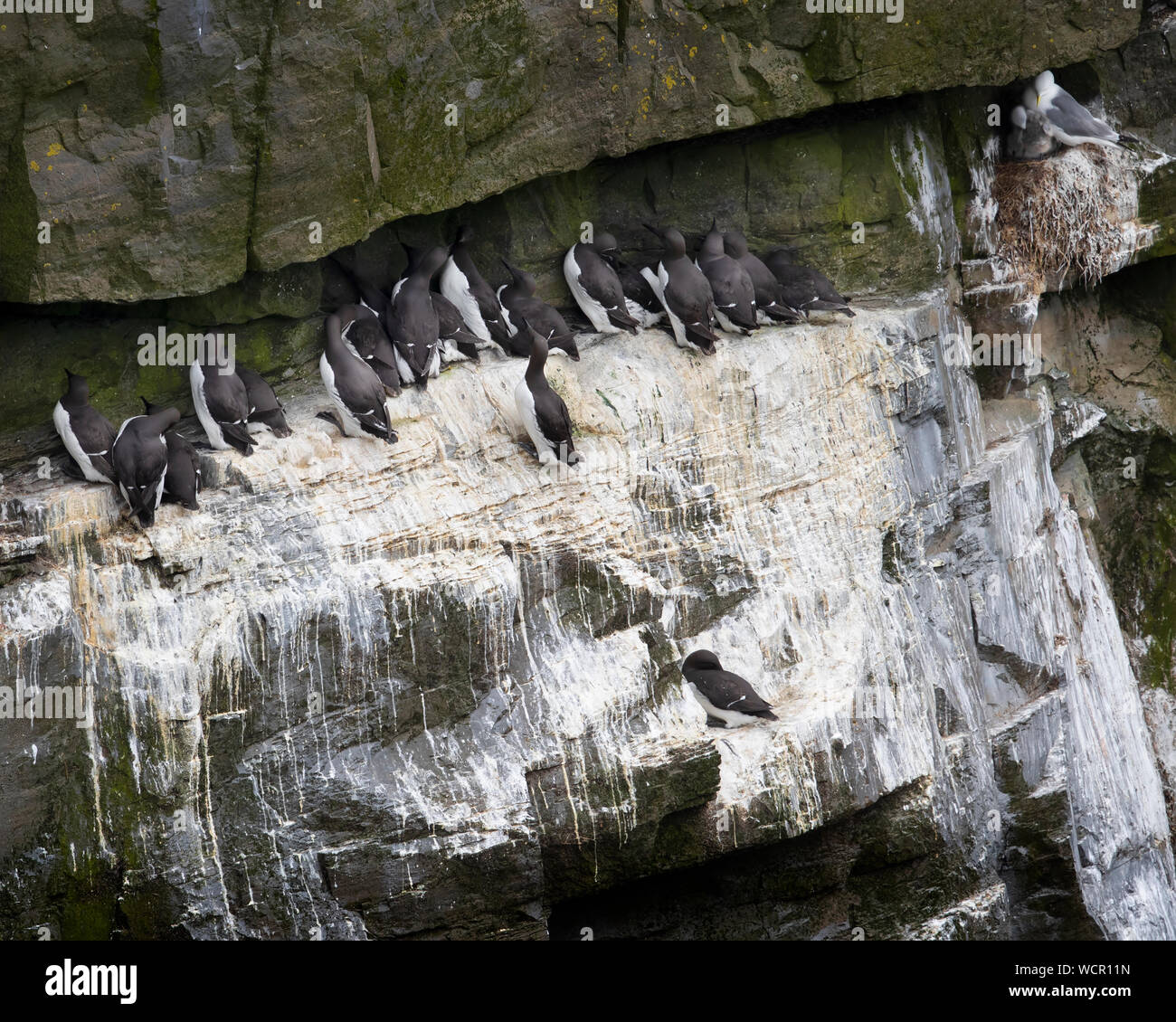 Common Murres nest on rocky cliff next to the bay in Newfoundland Stock ...