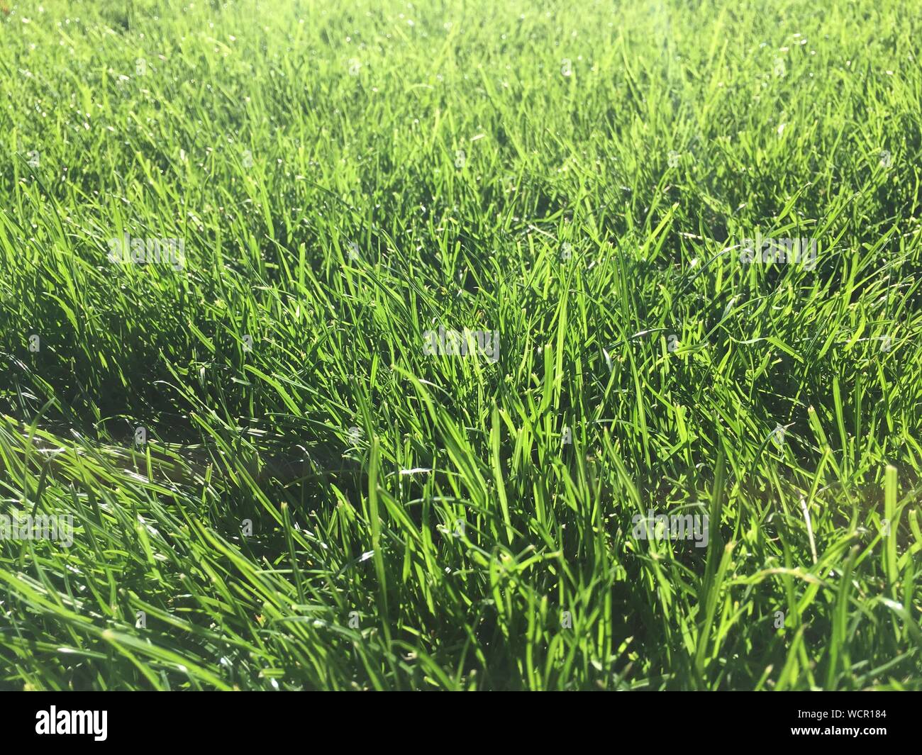 Grass texture filling the frame Stock Photo - Alamy