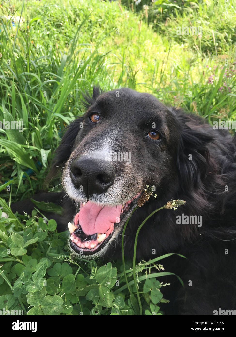 Domestic backyard hi-res stock photography and images - Alamy