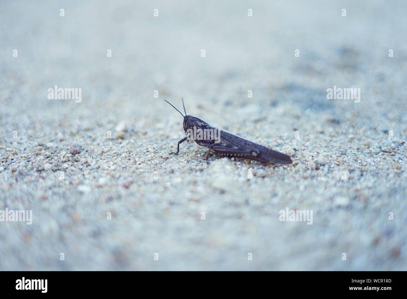 Ground hopper hi-res stock photography and images - Alamy