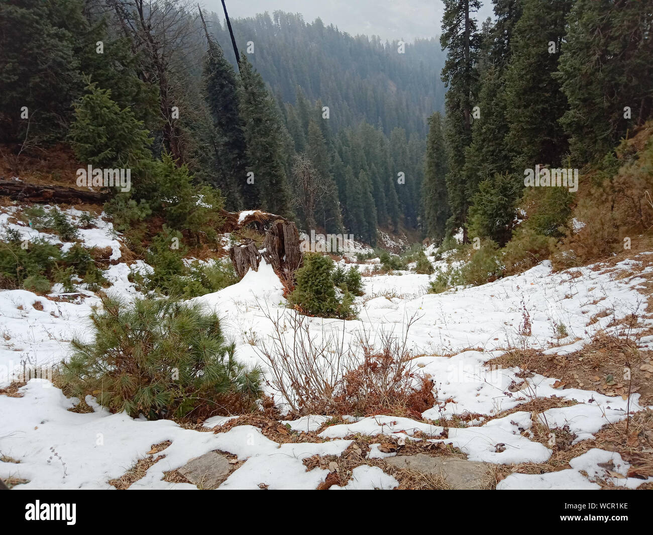 Shimla trees hi-res stock photography and images - Alamy