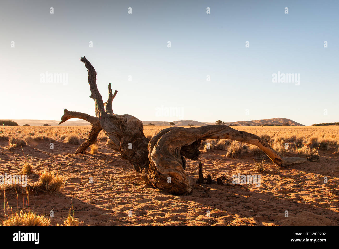 Fallen Tree in Namibia Stock Photo - Alamy