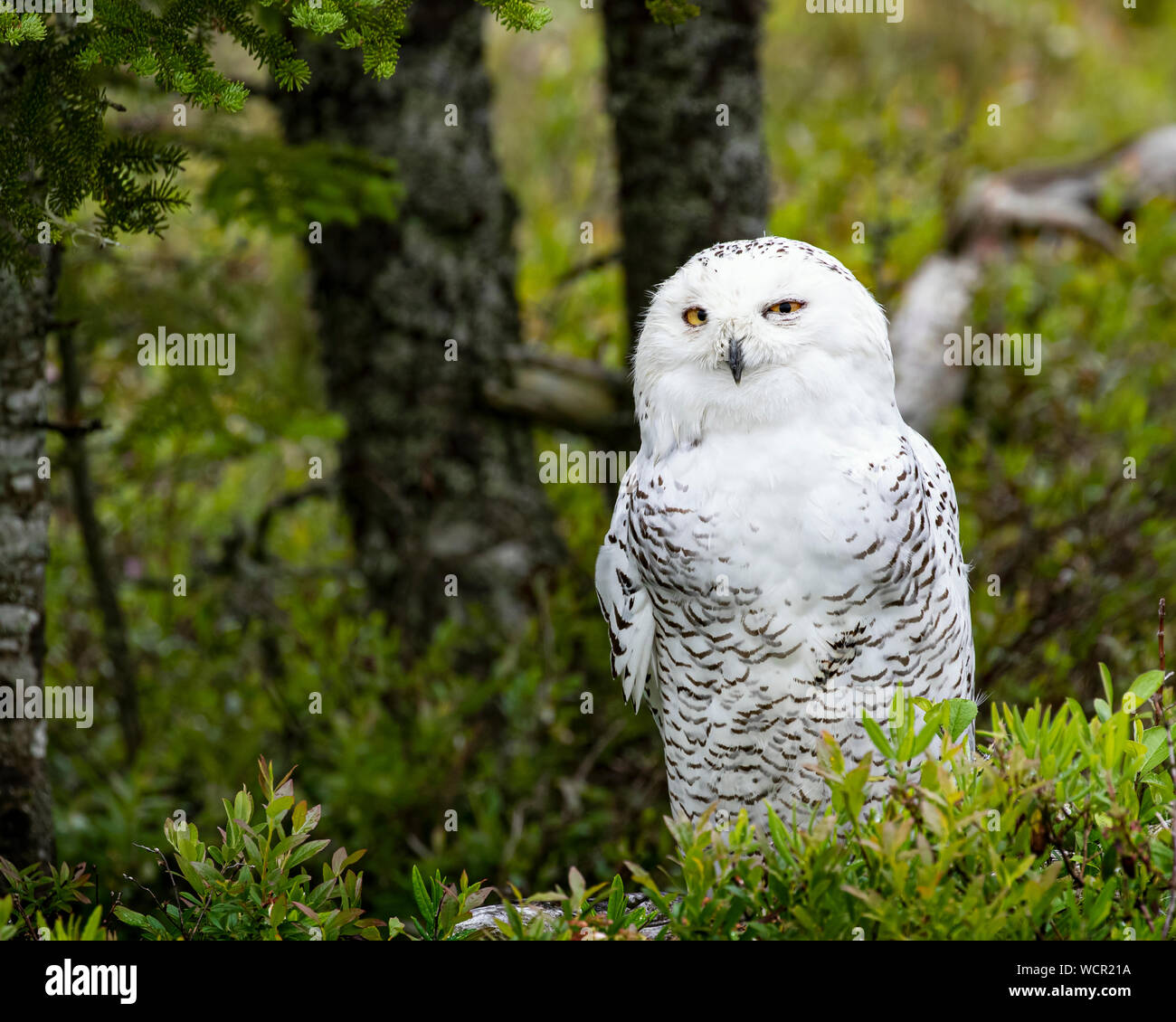 Snowy Owl with missing wing Stock Photo - Alamy