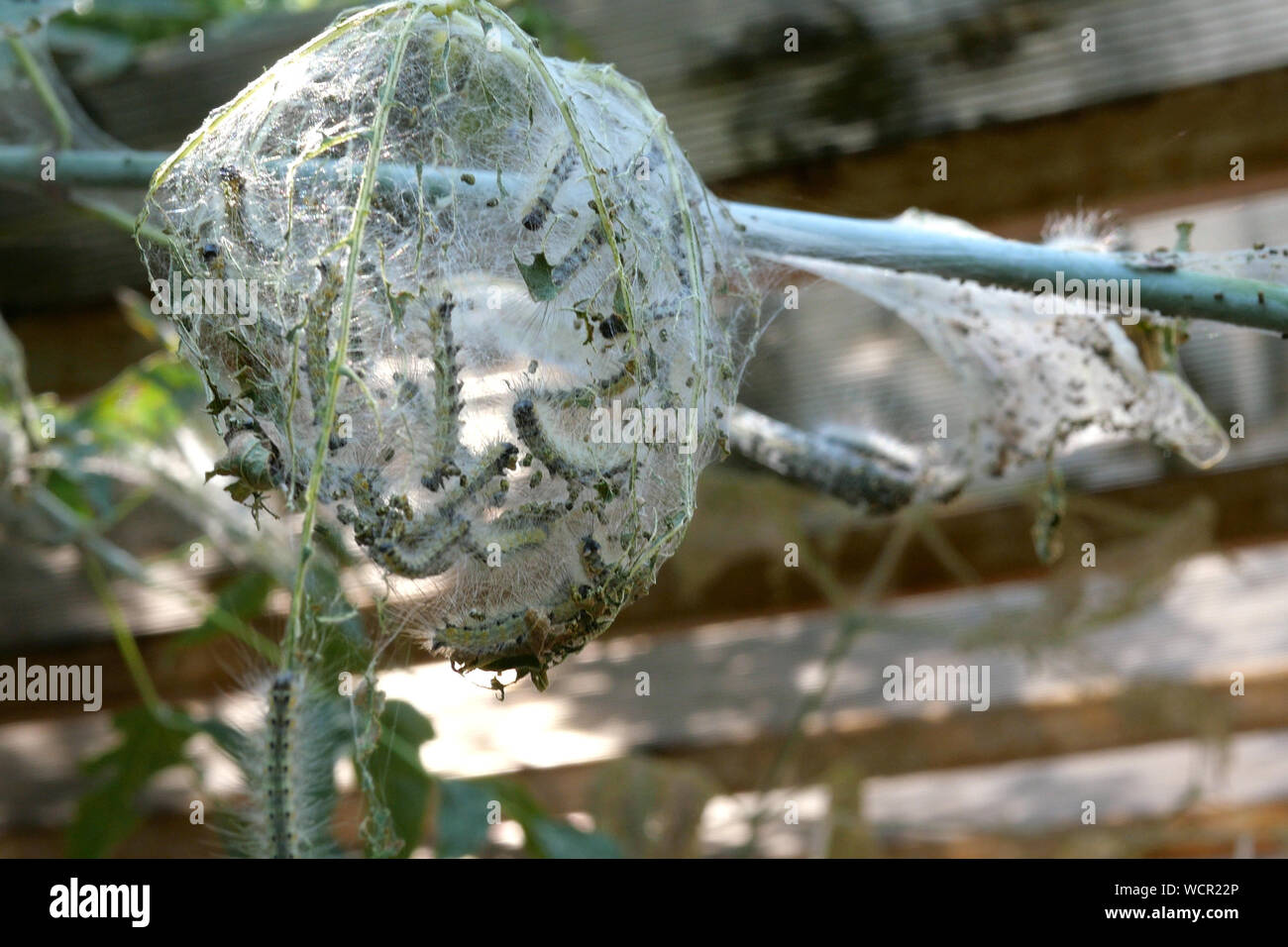 Tree in the garden or backyard, infested with caterpillars and covered ...
