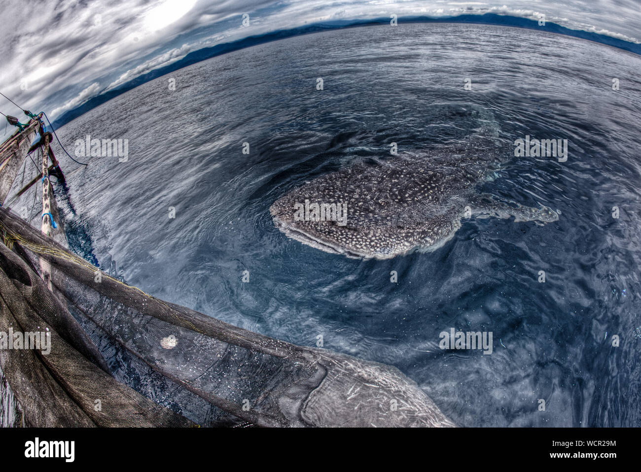 Shark swimming surface hi-res stock photography and images - Alamy
