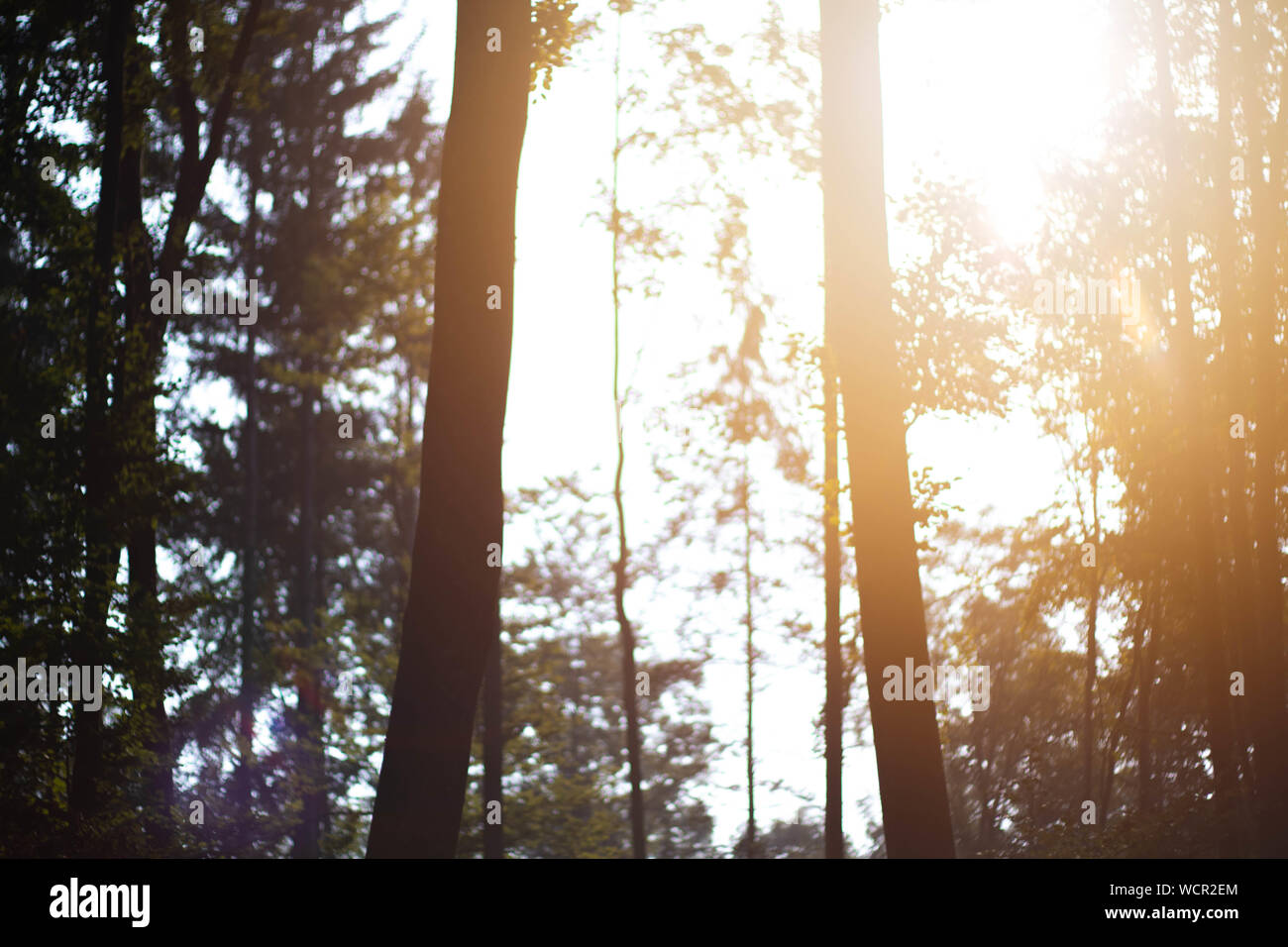 Sun Bursting Through Trees Stock Photo - Alamy